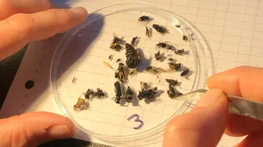 Biodiverstiy on Farms